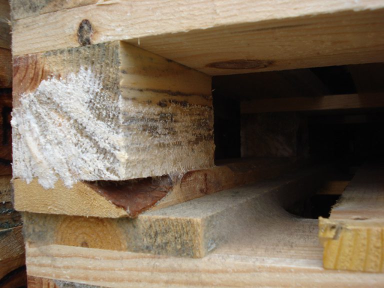 Epal European Pallet Association Protege Sus Productos De Los Hongos
